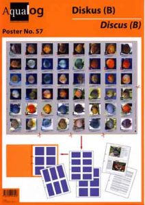 Discus B - Aqualog.de