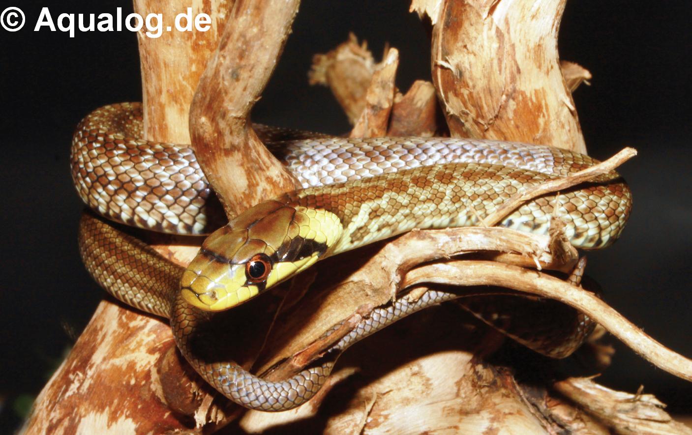 Europe's holy snake - Aqualog.de