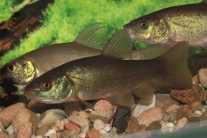 The Tench - facts and fables - Aqualog.de