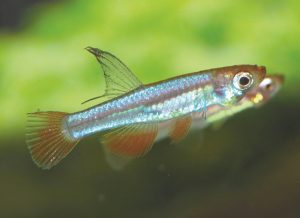 A jewel from the Congo - Aqualog.de