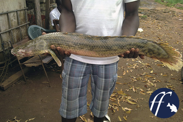 Ansorges Flösselhecht (Polypterus ansorgii) - Versuche, einen Mythos zu ...