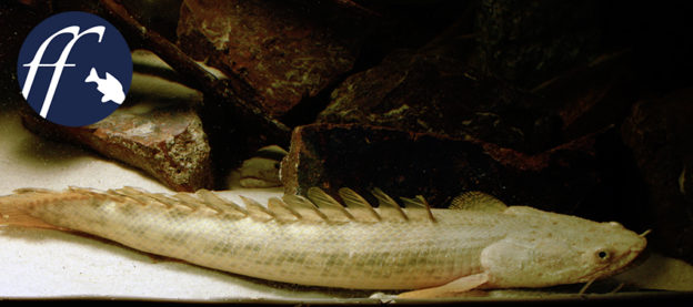 Ansorges Flösselhecht (Polypterus ansorgii) - Versuche, einen Mythos zu ...