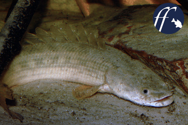 Ansorges Flösselhecht (Polypterus ansorgii) - ein Mythos wird ...