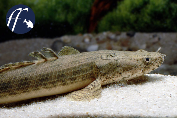 Ansorges Flösselhecht (Polypterus ansorgii) - Versuche, einen Mythos zu ...