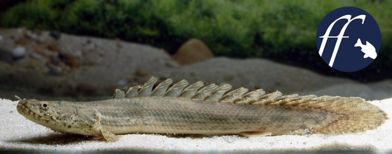 Ansorges Flösselhecht (Polypterus ansorgii) - Versuche, einen Mythos zu ...