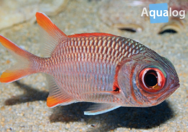Soldierfish Bigeye Soldierfish – Sea Dwelling Creatures