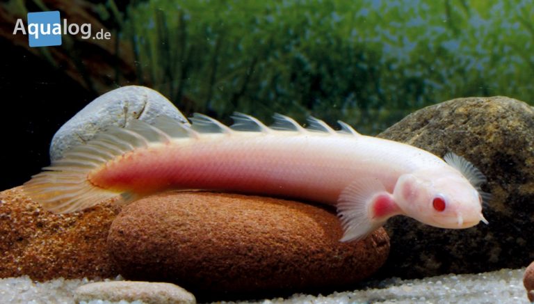 A ghost fish?! - Aqualog.de