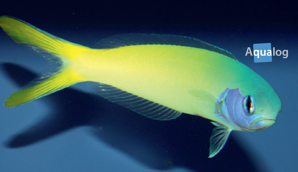 Tilefishes - gorgeous but little known - Aqualog.de