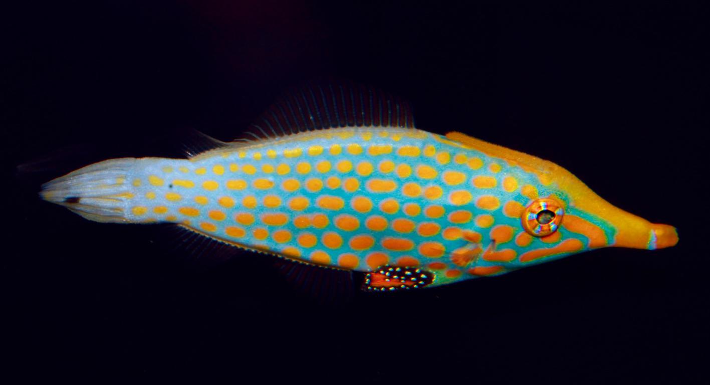 Feilenfische - nützlich und nett - Aqualog.de