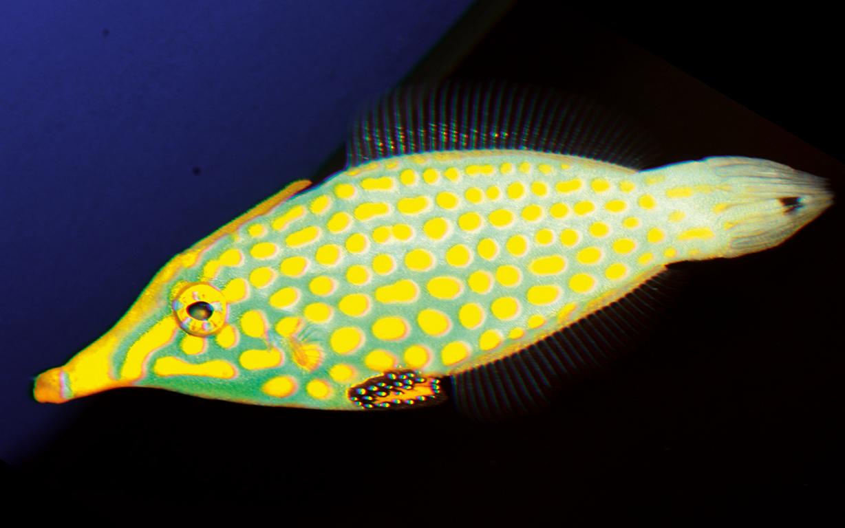 Feilenfische - nützlich und nett - Aqualog.de