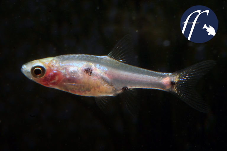 Boraras - Juwelen für das Nano-Becken - Aqualog.de