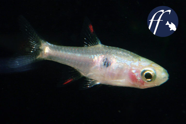 Boraras - Juwelen für das Nano-Becken - Aqualog.de