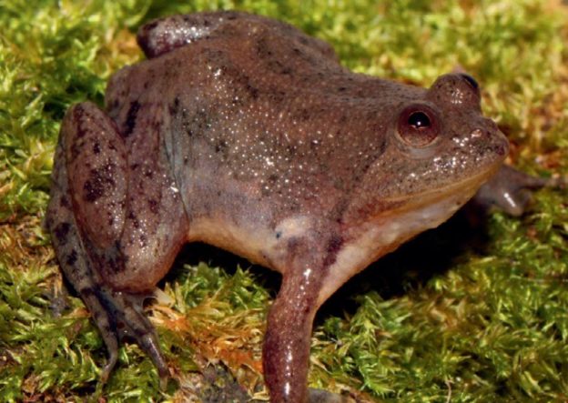 Dwarf aquatic frogs - Aqualog.de