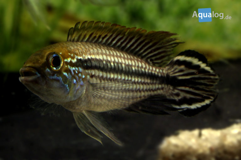 Ein wunderschöner Apistogramma agassizii „Tefé“?! - Aqualog.de
