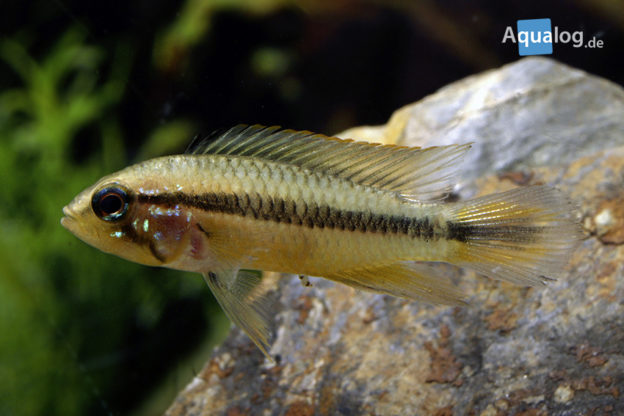 Apistogramma agassizii ”Tefé” - Aqualog.de