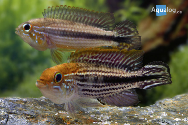 Apistogramma agassizii ”Tefé” - Aqualog.de