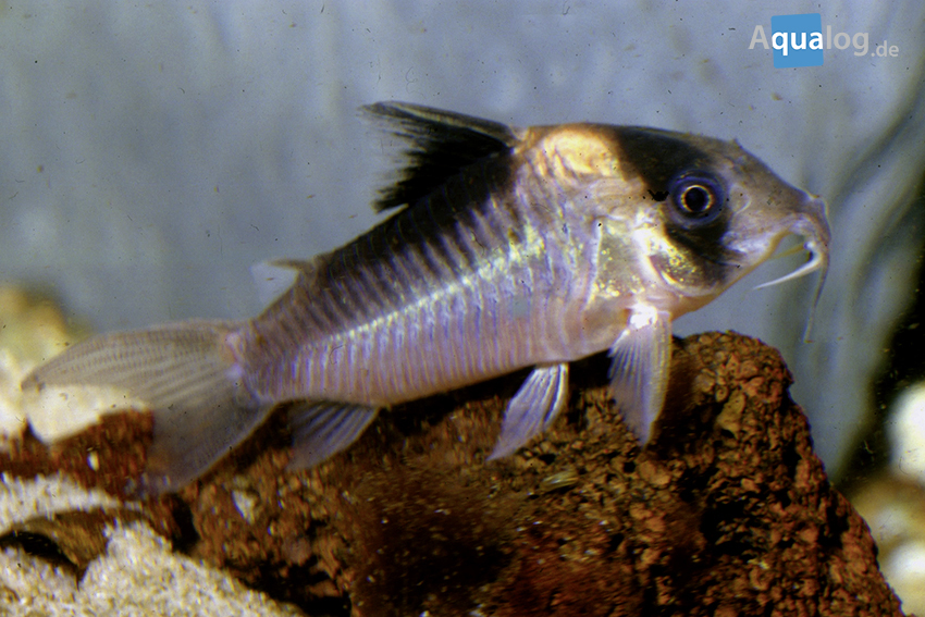 Corydoras adolfoi und Co: Orangeflecken-Panzerwelse - Aqualog.de