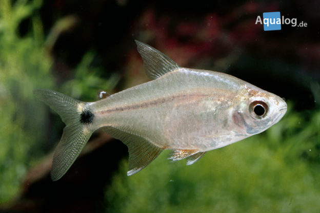Serrapinnus sp. aff. kriegi aus dem Madre de Dios in Peru - Aqualog.de