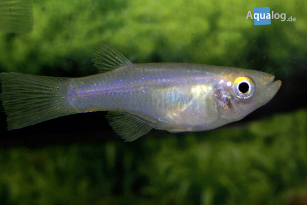 Kennen Sie Procatopus? - Aqualog.de