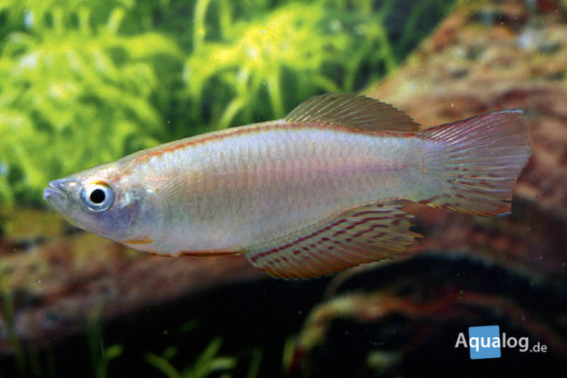 Kennen Sie Procatopus? - Aqualog.de