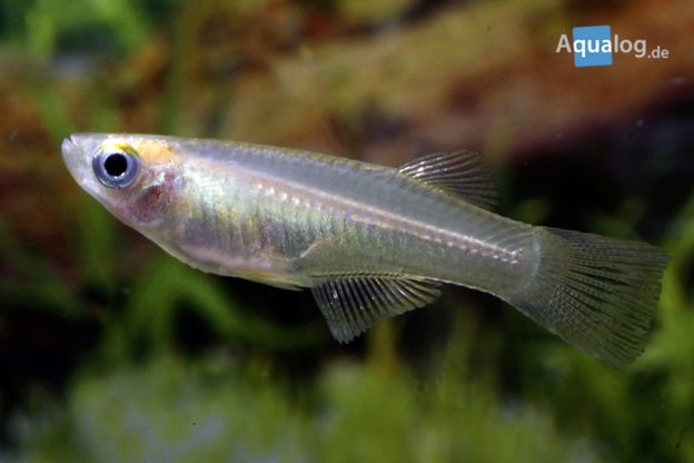 Kennen Sie Procatopus? - Aqualog.de