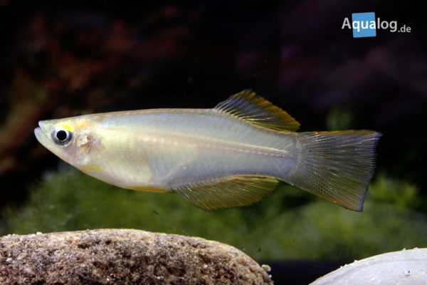 Kennen Sie Procatopus? - Aqualog.de