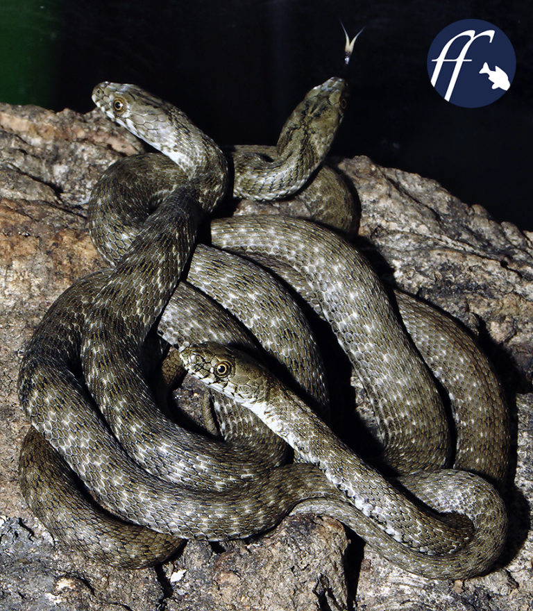 Die Würfelnatter, Natrix tesselata: Deutschlands seltenste Schlange ...