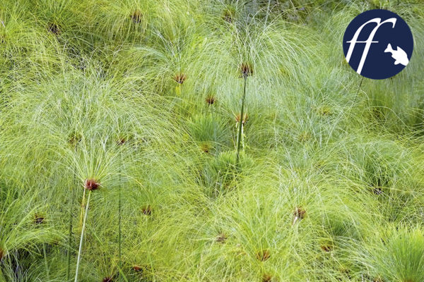 Mini-Papyrus - Aqualog.de