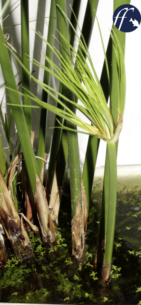 Mini-Papyrus - Aqualog.de