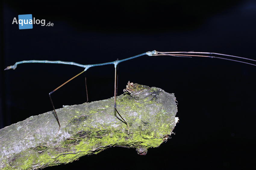 Gespenstheuschrecken - Aqualog.de