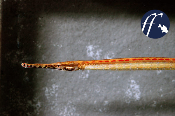 Süßwassernadeln: Die süßen Seepferdchen - Aqualog.de