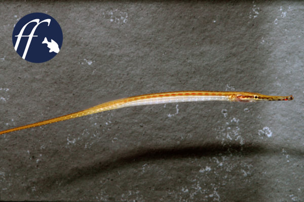 Süßwassernadeln: Die süßen Seepferdchen - Aqualog.de