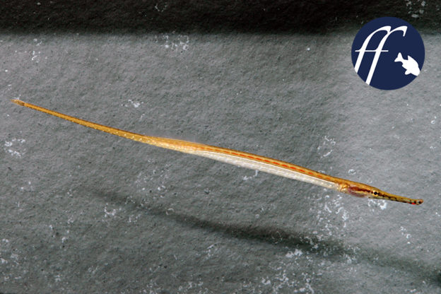 Süßwassernadeln: Die süßen Seepferdchen - Aqualog.de