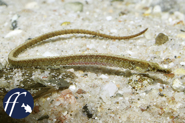 Süßwassernadeln: Die süßen Seepferdchen - Aqualog.de