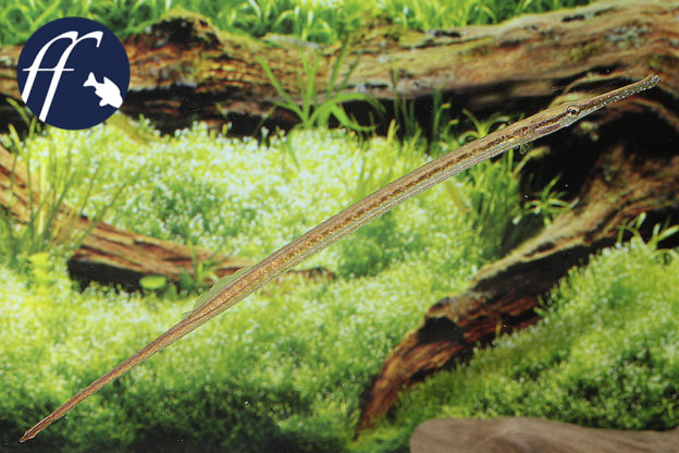 Süßwassernadeln: Die süßen Seepferdchen - Aqualog.de