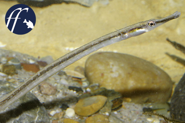 Süßwassernadeln: Die süßen Seepferdchen - Aqualog.de