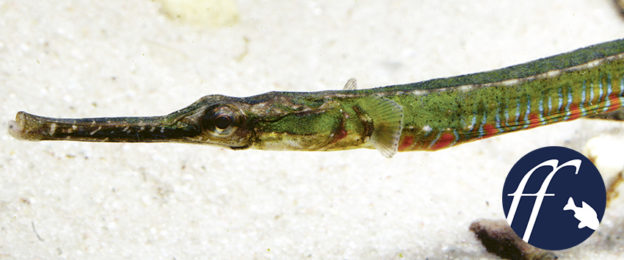 Süßwassernadeln: Die süßen Seepferdchen - Aqualog.de