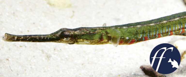 Süßwassernadeln: Die süßen Seepferdchen - Aqualog.de