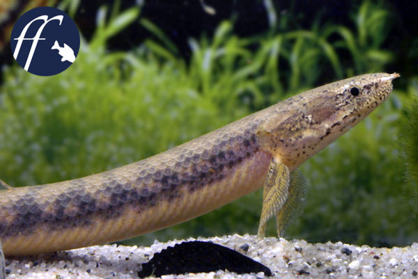 Polypterus mokelembembe - das nette Monster aus dem Kongo - Aqualog.de