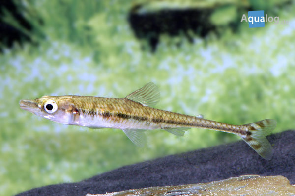 Phago boulengeri - Aqualog.de