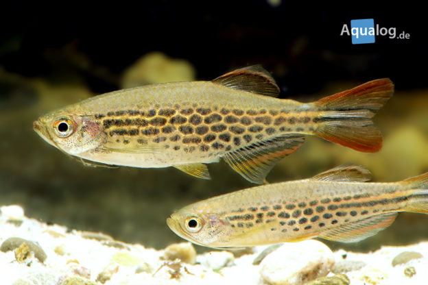 Burmesische Zebrabärblinge: Danio kyathit und D. quagga - Aqualog.de