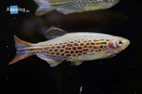 Burmesische Zebrabärblinge: Danio kyathit und D. quagga - Aqualog.de