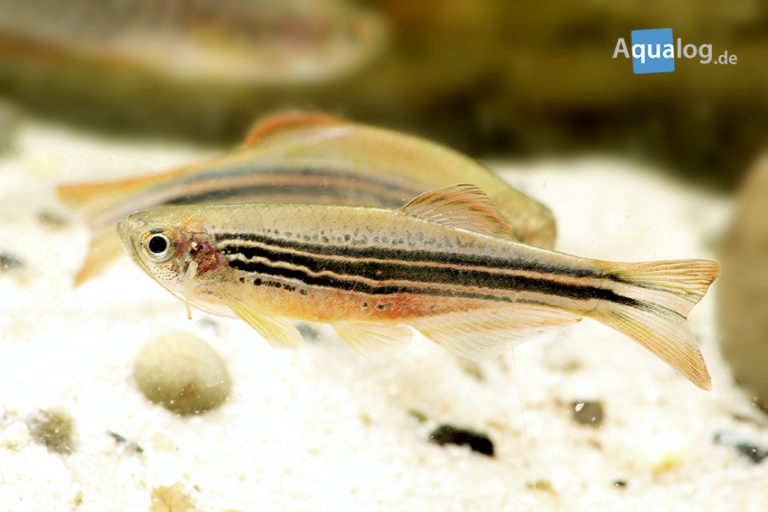 Burmesische Zebrabärblinge: Danio kyathit und D. quagga - Aqualog.de