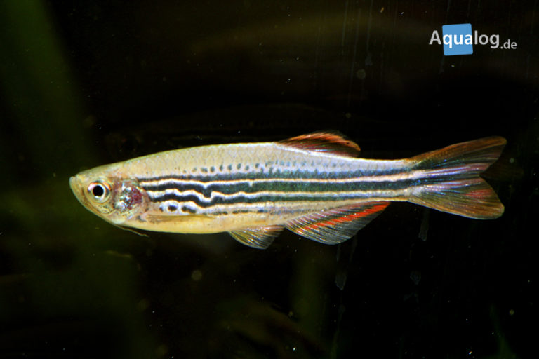 Burmesische Zebrabärblinge: Danio kyathit und D. quagga - Aqualog.de