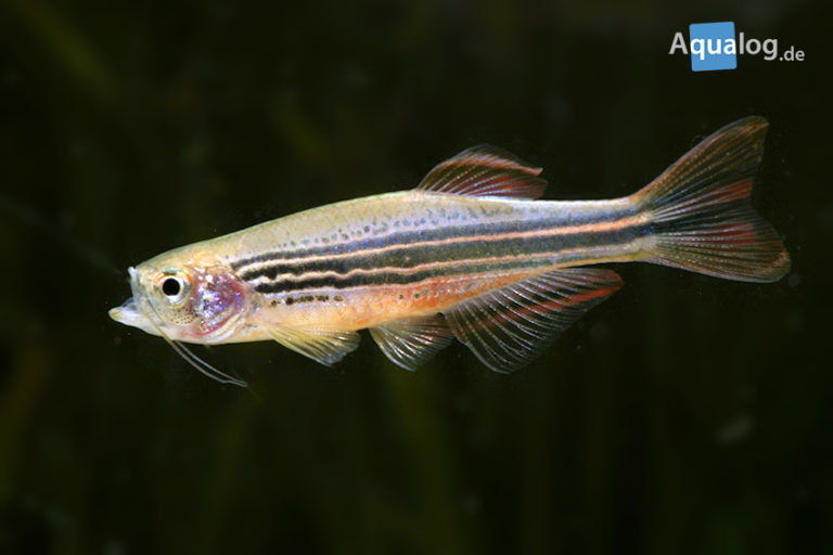 Burmesische Zebrabärblinge: Danio kyathit und D. quagga - Aqualog.de
