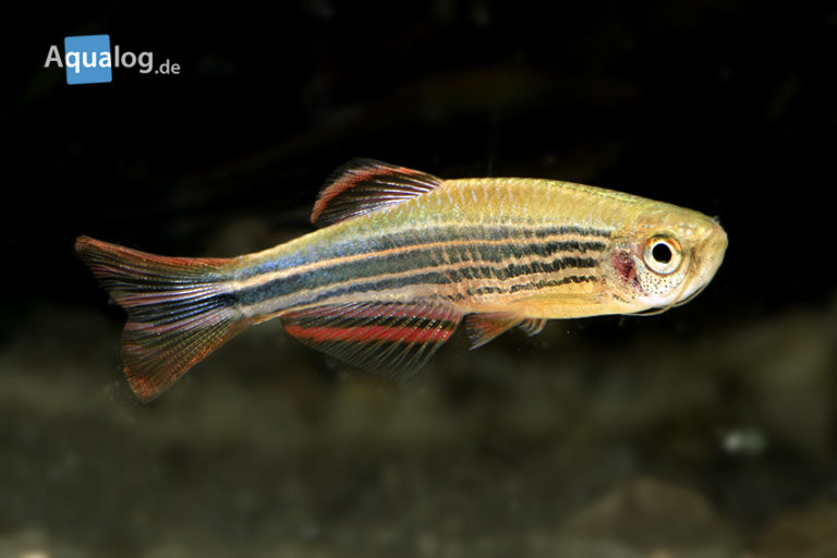 Burmesische Zebrabärblinge: Danio kyathit und D. quagga - Aqualog.de