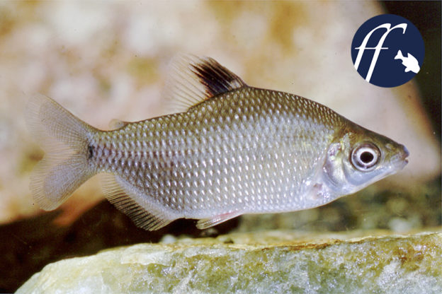 Geradsalmler - Aqualog.de