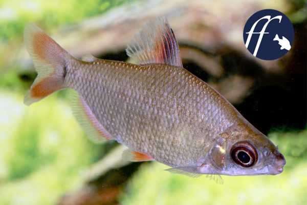 Geradsalmler - Aqualog.de