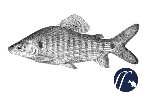 Geradsalmler - Aqualog.de