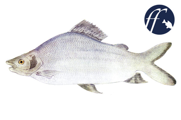 Geradsalmler - Aqualog.de